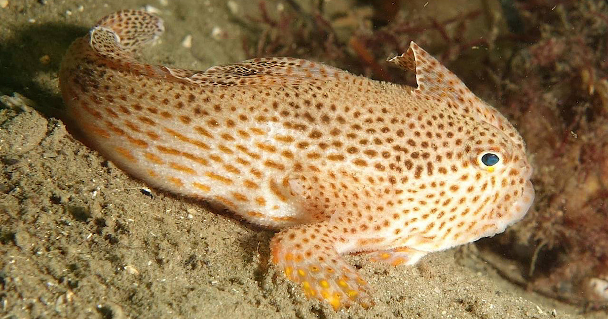 Pesquisadores avistam raro exemplar de “Peixe-Mão” na Austrália