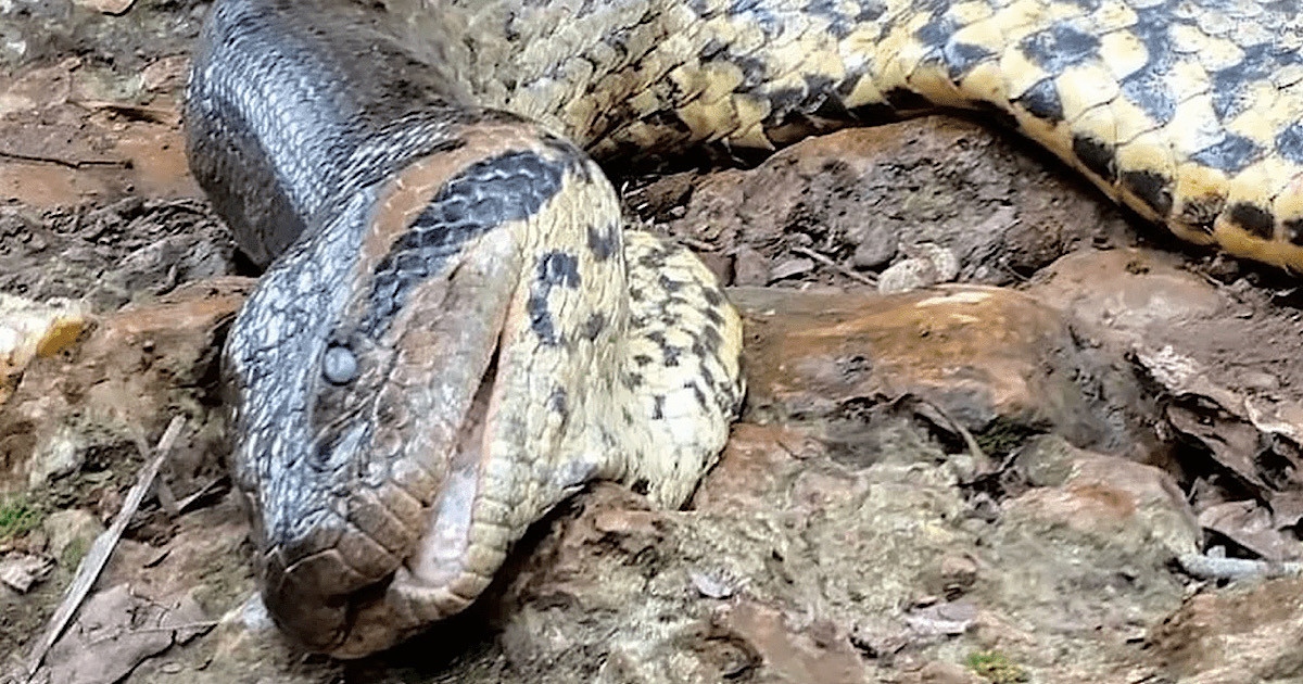 Morte natural ou zoocídio? Considerada maior sucuri do mundo é ...