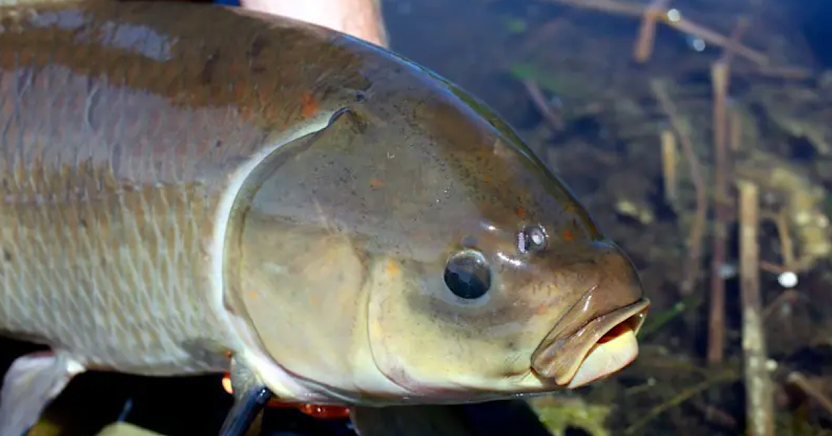 Peixe-búfalo-boca-grande: uma espécie centenária em risco