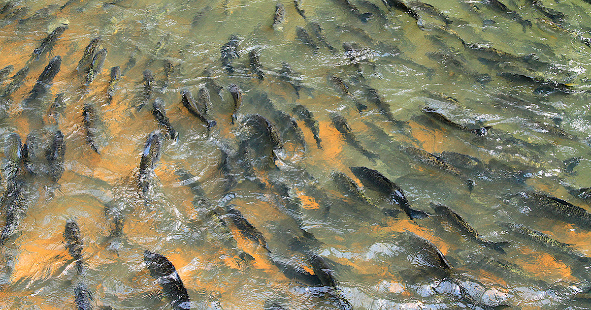 Piracema: quais as datas oficiais e o que é permitido durante esse período?