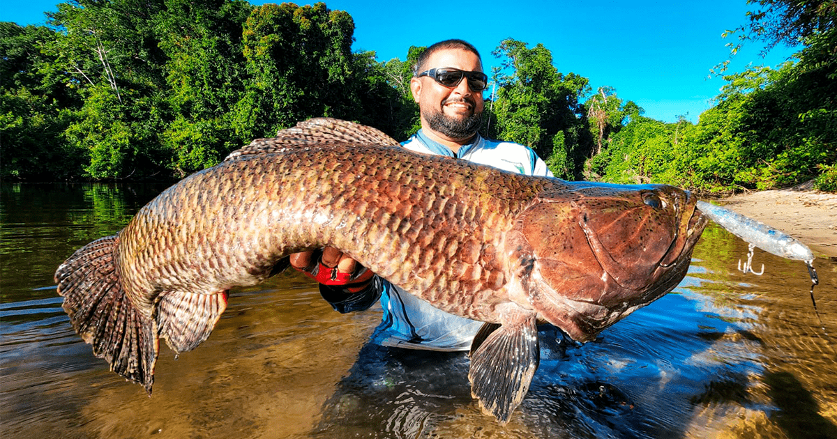 É oficial: Trairão capturado por Eduardo Monteiro é recorde mundial!