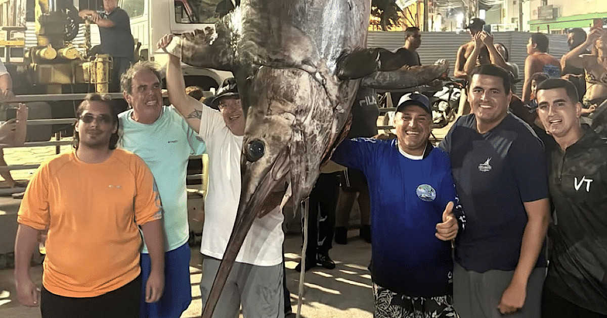 Gigante de 328kg: peixe meca é capturado em Guarapari, mas não sobrevive