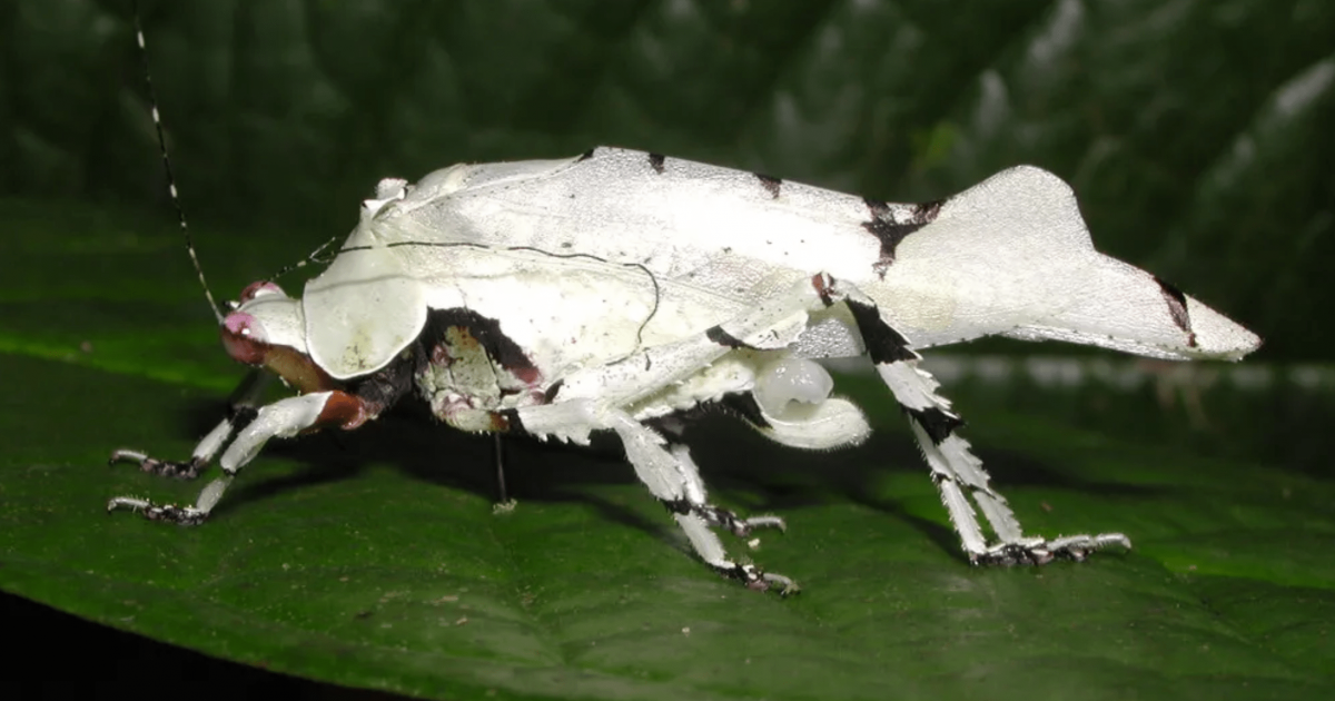 Dia Internacional das Florestas: reportagem destaca pesquisa sobre ...