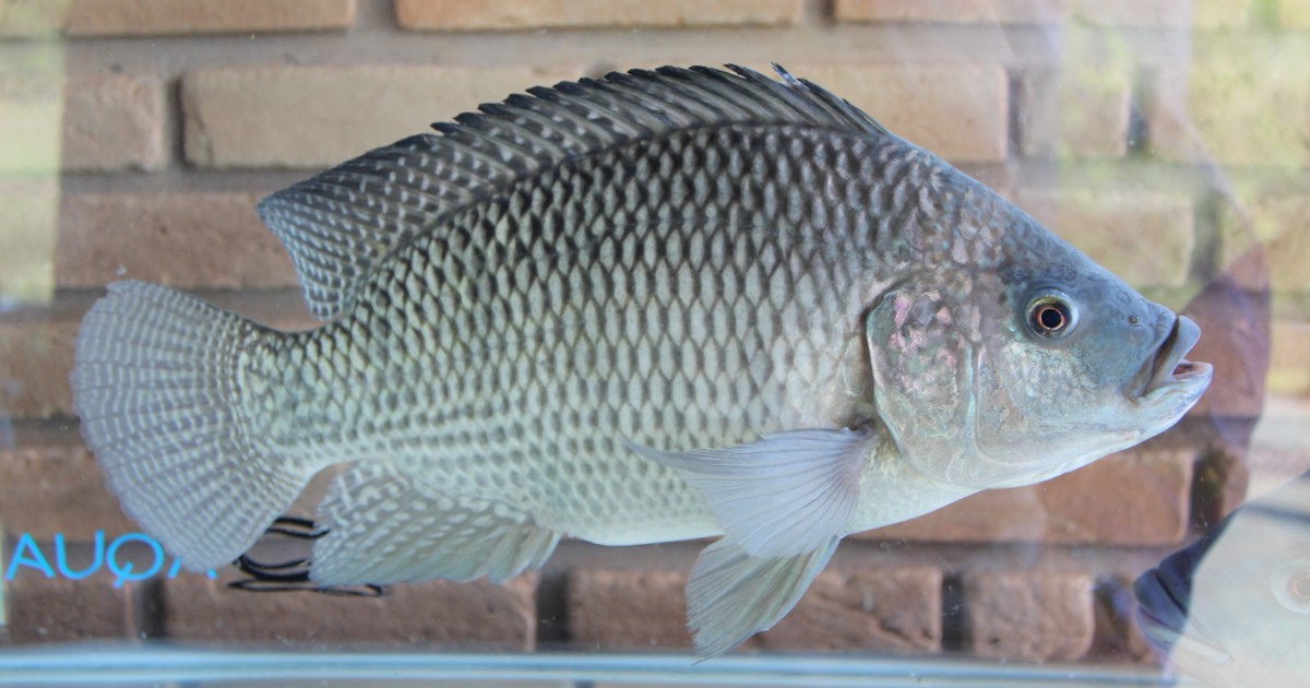 PEIXE BR LANÇA ANUÁRIO BRASILEIRO DA PISCICULTURA 2019