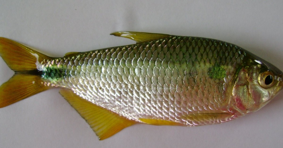 Curso sobre reprodução e cultivo de lambaris acontece amanhã em ...