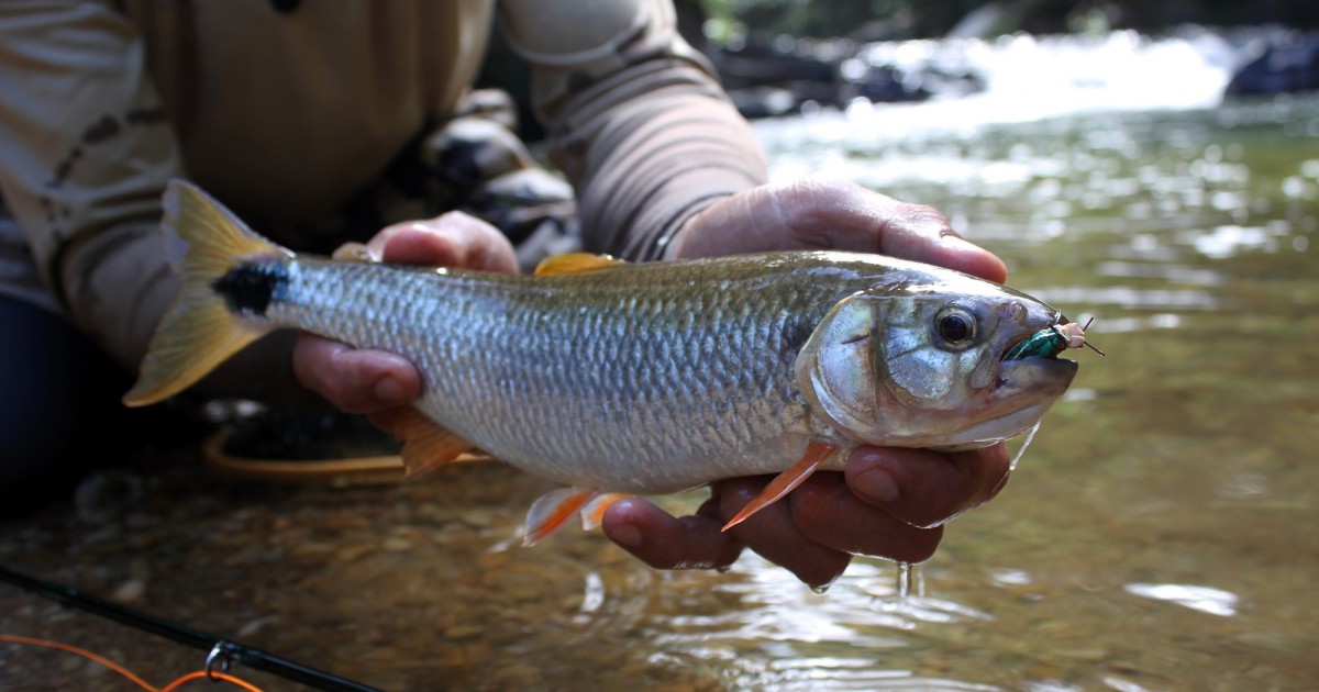 Pirapitinga em extinção gera alerta para a preservação da espécie