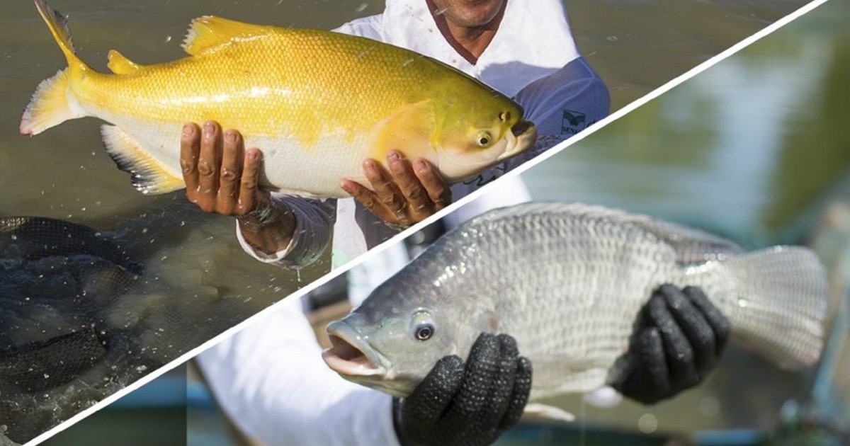 Peixe BR Cria novos comitês buscando fortalecer aquicultura no Brasil