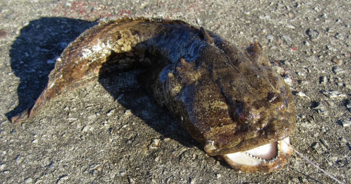 Conheça o projeto que estuda o impacto do peixe-sapo em águas brasileiras