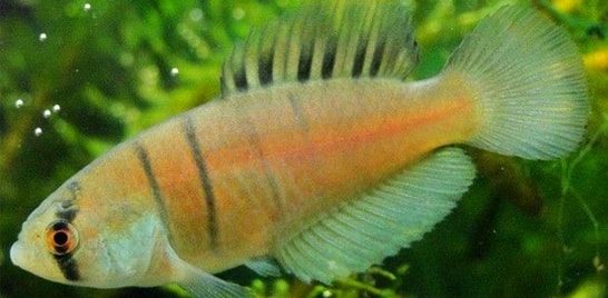Nova espécie de peixe é descoberta no RS Nova espécie de peixe é descoberta no RS